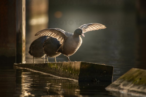 Common coot - Photo12-imageBROKER-Anja Tobien