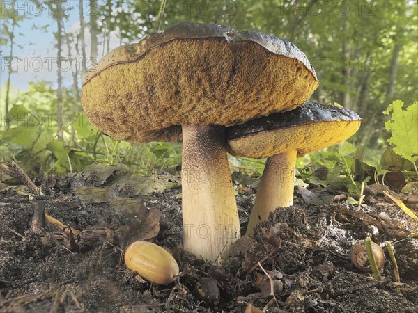 King bolete - Photo12-imageBROKER-Dieter Mahlke