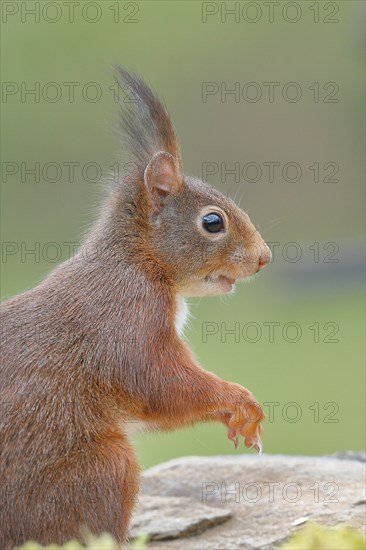Eurasian red squirrel - Photo12-imageBROKER-Burkhard Sauskojus