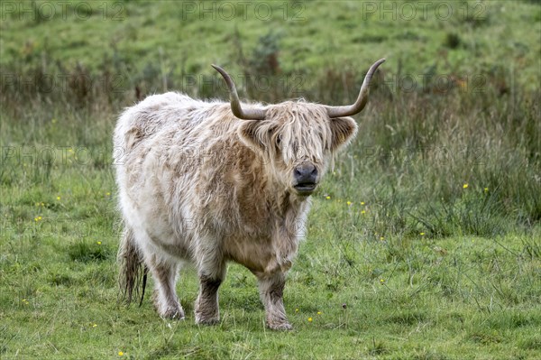 Domestic cattle - Photo12-imageBROKER-Sonja Jordan