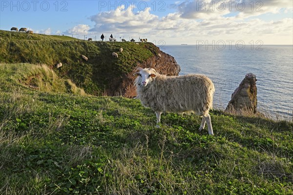 Sheep at red rock edge at the North Sea - Photo12-imageBROKER-Michael ...