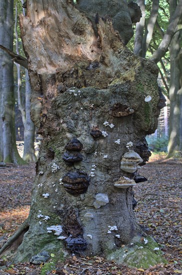 Dead copper porcelain fungi - Photo12-imageBROKER-Erhard Nerger