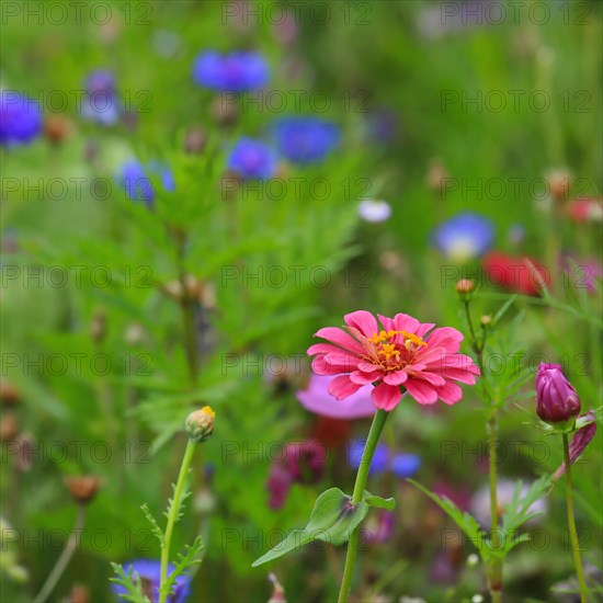 Colourful flower meadow in the basic colour green with various wild ...