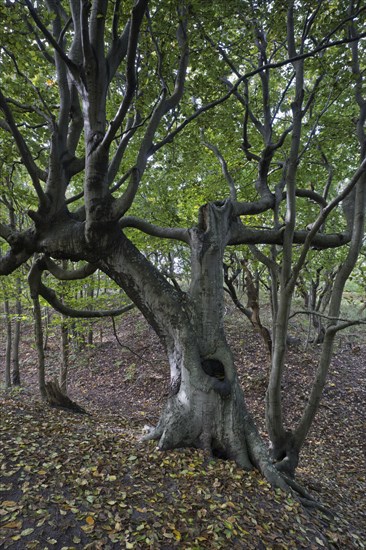 Bizarrely grown copper beech - Photo12-imageBROKER-Erhard Nerger