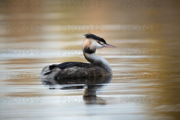 Great Crested Grebe - Photo12-imageBROKER-Anja Tobien