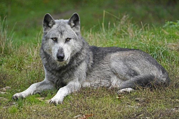 Mackenzie valley wolf - Photo12-imageBROKER-Ronald Wittek