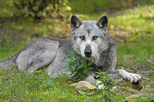 Mackenzie valley wolf - Photo12-imageBROKER-Ronald Wittek