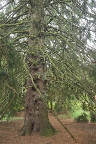European spruce - Photo12-imageBROKER-Gerald Abele