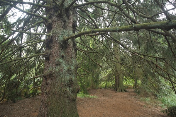 European spruce - Photo12-imageBROKER-Gerald Abele