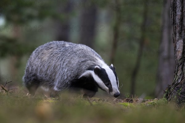 European badger - Photo12-imageBROKER-Horst Jegen