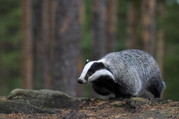 European badger - Photo12-imageBROKER-Horst Jegen