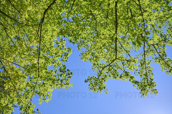 Maple tree - Photo12-imageBROKER-Raimund Linke