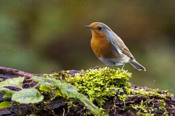 European robin - Photo12-imageBROKER-alimdi - Arterra