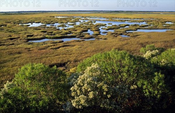 Salt Marsh Estuary - Photo12-imageBROKER-Phil Degginger