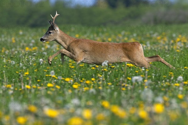 Roe deer - Photo12-imageBROKER-alimdi-Arterra