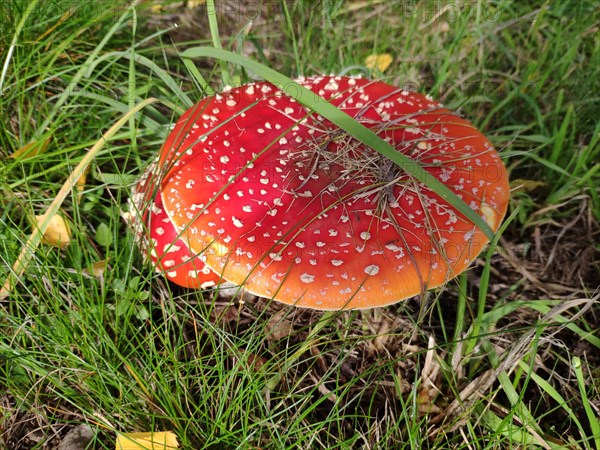 Fly agarics - Photo12-imageBROKER-Gisela Rentsch