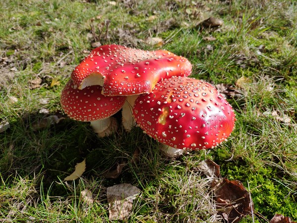 Fly agarics - Photo12-imageBROKER-Gisela Rentsch