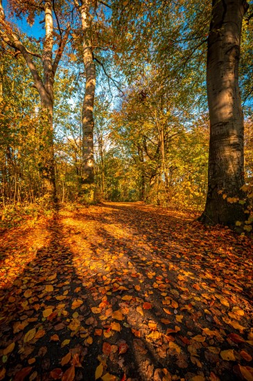 A deciduous forest in late autumn with colourful leaves on the hiking ...
