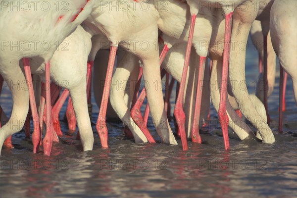 Necks and legs of greater flamingo - Photo12-imageBROKER-Gerald Abele