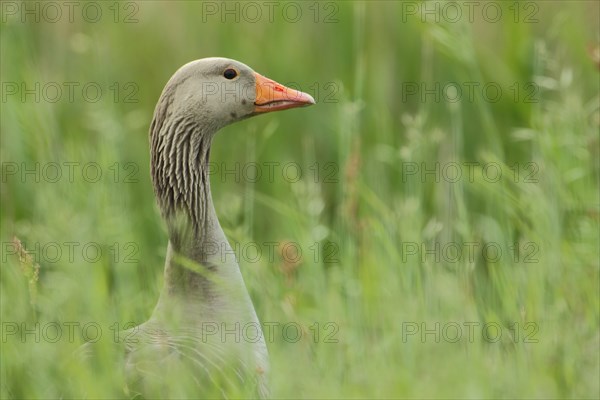 Portrait of greylag goose - Photo12-imageBROKER-Gerald Abele