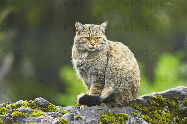 European wildcat - Photo12-imageBROKER-Stefan Huwiler