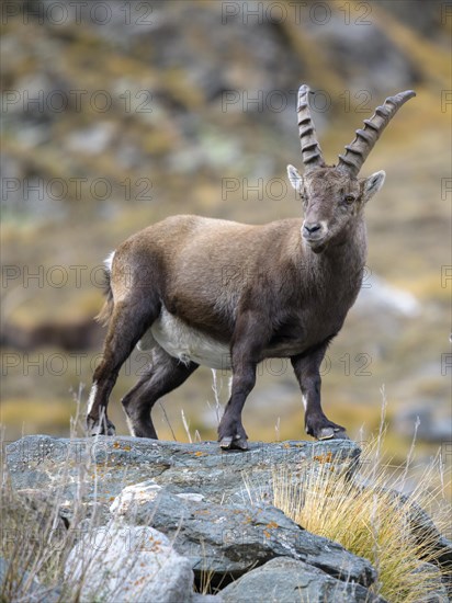 Alpine ibex - Photo12-imageBROKER-Bernd Zoller