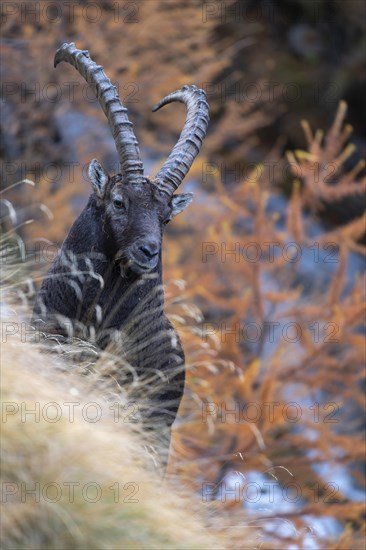 Alpine ibex - Photo12-imageBROKER-Bernd Zoller