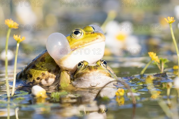 Mating green frogs - Photo12-imageBROKER-Wilfried Martin