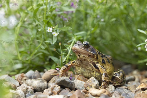 Common frog - Photo12-imageBROKER-Kevin Sawford