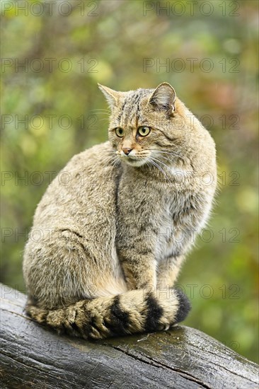 European wildcat - Photo12-imageBROKER-Stefan Huwiler