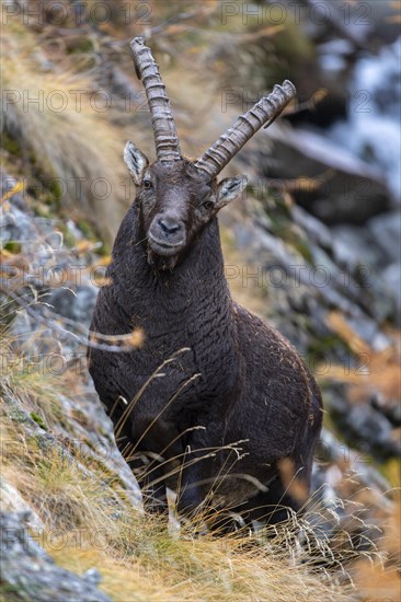 Alpine ibex - Photo12-imageBROKER-Bernd Zoller