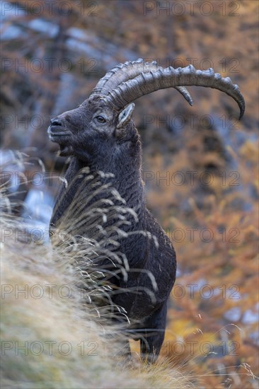 Alpine ibex - Photo12-imageBROKER-Bernd Zoller