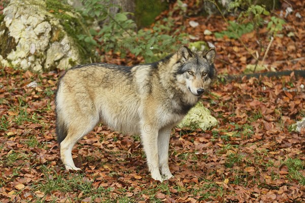 European gray wolf - Photo12-imageBROKER-Stefan Huwiler