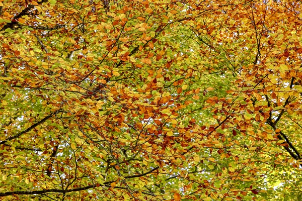 Coloured leaves of the simon poplar - Photo12-imageBROKER-Werner Meidinger