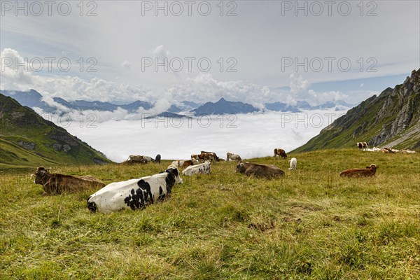 Many cows grazing in a meadow above the peaks of the Alps - Photo12 ...
