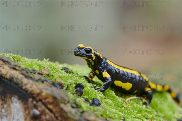 Fire salamander - Photo12-imageBROKER-Christoph Bosch