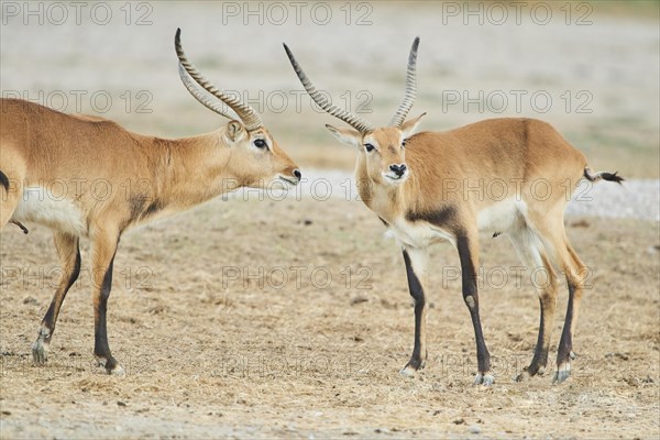 Southern lechwe - Photo12-imageBROKER-David & Micha Sheldon