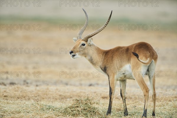 Southern lechwe - Photo12-imageBROKER-David & Micha Sheldon
