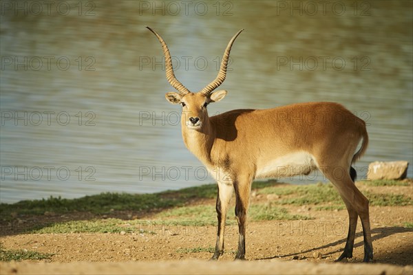 Southern lechwe - Photo12-imageBROKER-David & Micha Sheldon