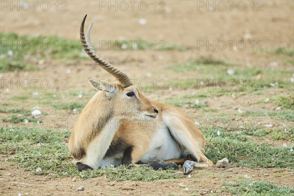 Southern lechwe - Photo12-imageBROKER-David & Micha Sheldon