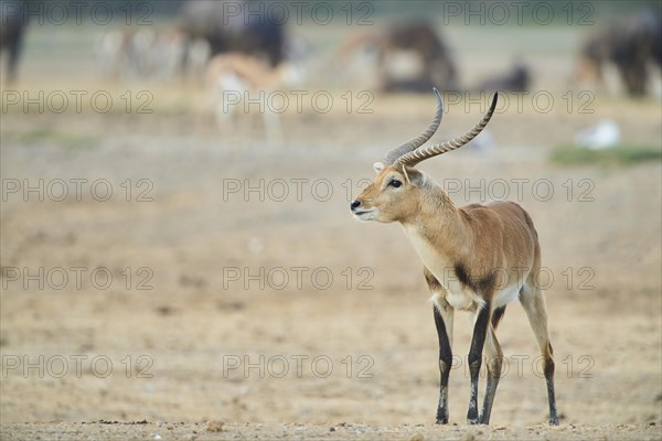 Southern lechwe - Photo12-imageBROKER-David & Micha Sheldon