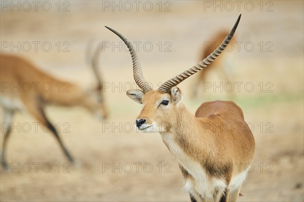 Southern lechwe - Photo12-imageBROKER-David & Micha Sheldon