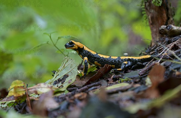 Fire salamander - Photo12-imageBROKER-Marko Koenig