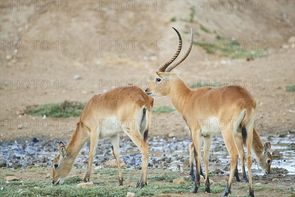 Southern lechwe - Photo12-imageBROKER-David & Micha Sheldon