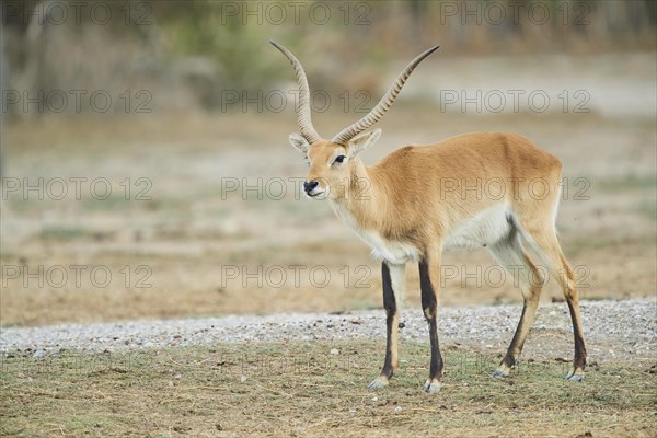 Southern lechwe - Photo12-imageBROKER-David & Micha Sheldon
