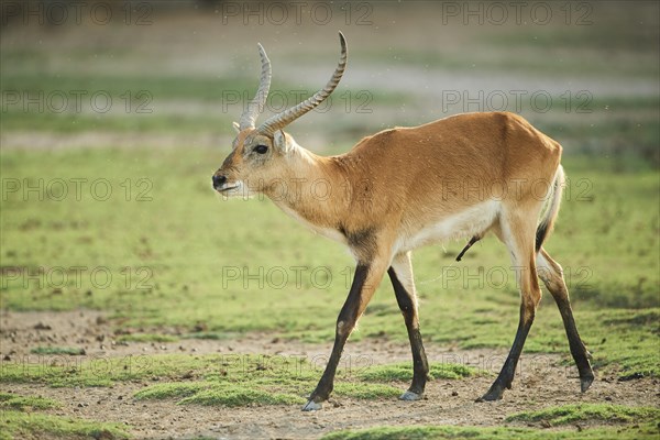 Southern lechwe - Photo12-imageBROKER-David & Micha Sheldon