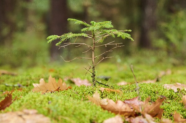Young Norway spruce - Photo12-imageBROKER-David & Micha Sheldon