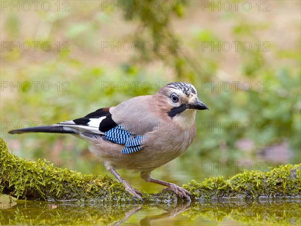 Eurasian jay - Photo12-imageBROKER-Ottfried Schreiter