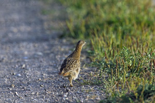 Grey partridge - Photo12-imageBROKER-alimdi - Arterra
