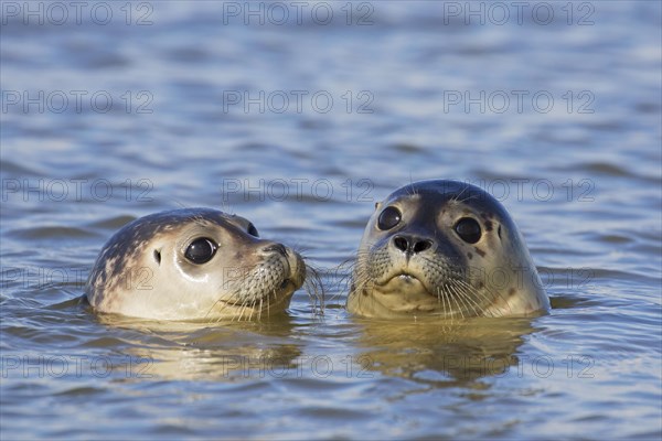 Close up of two young common seals - Photo12-imageBROKER-alimdi-Arterra